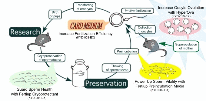Image Fertiup Mouse Preincubation The Manual For Lab Mouse